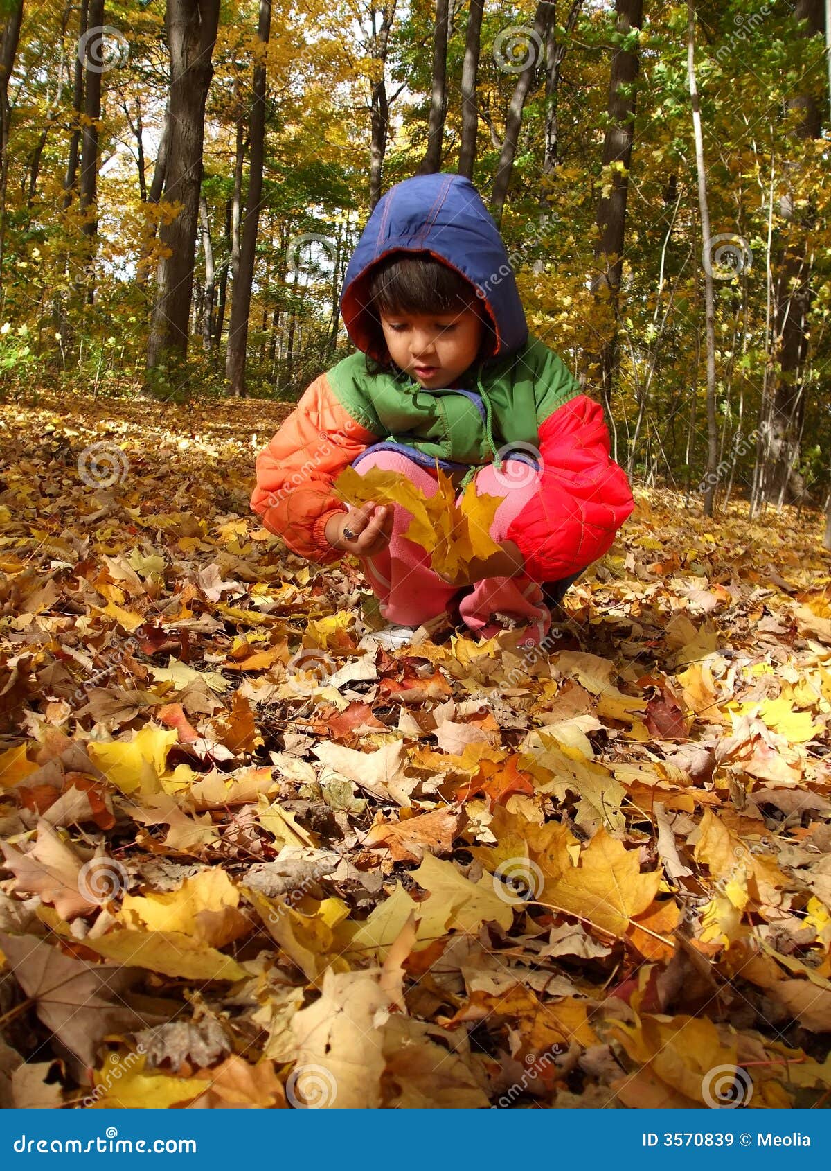 Collecting autumn leaves stock image. Image of collect - 3570839