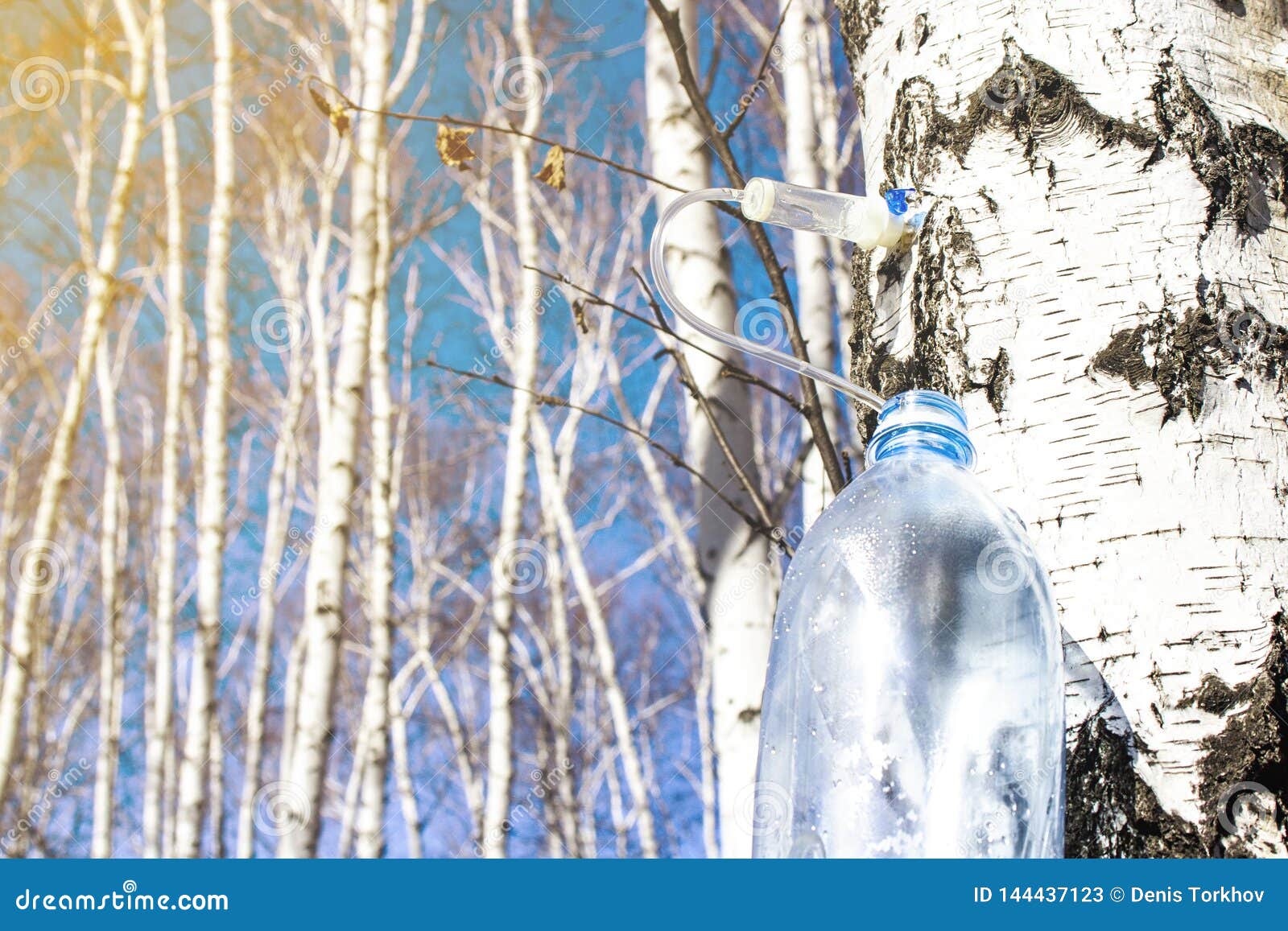 Collecting Birch SAP in Early Spring in a Plastic Pet Bottle, with a ...