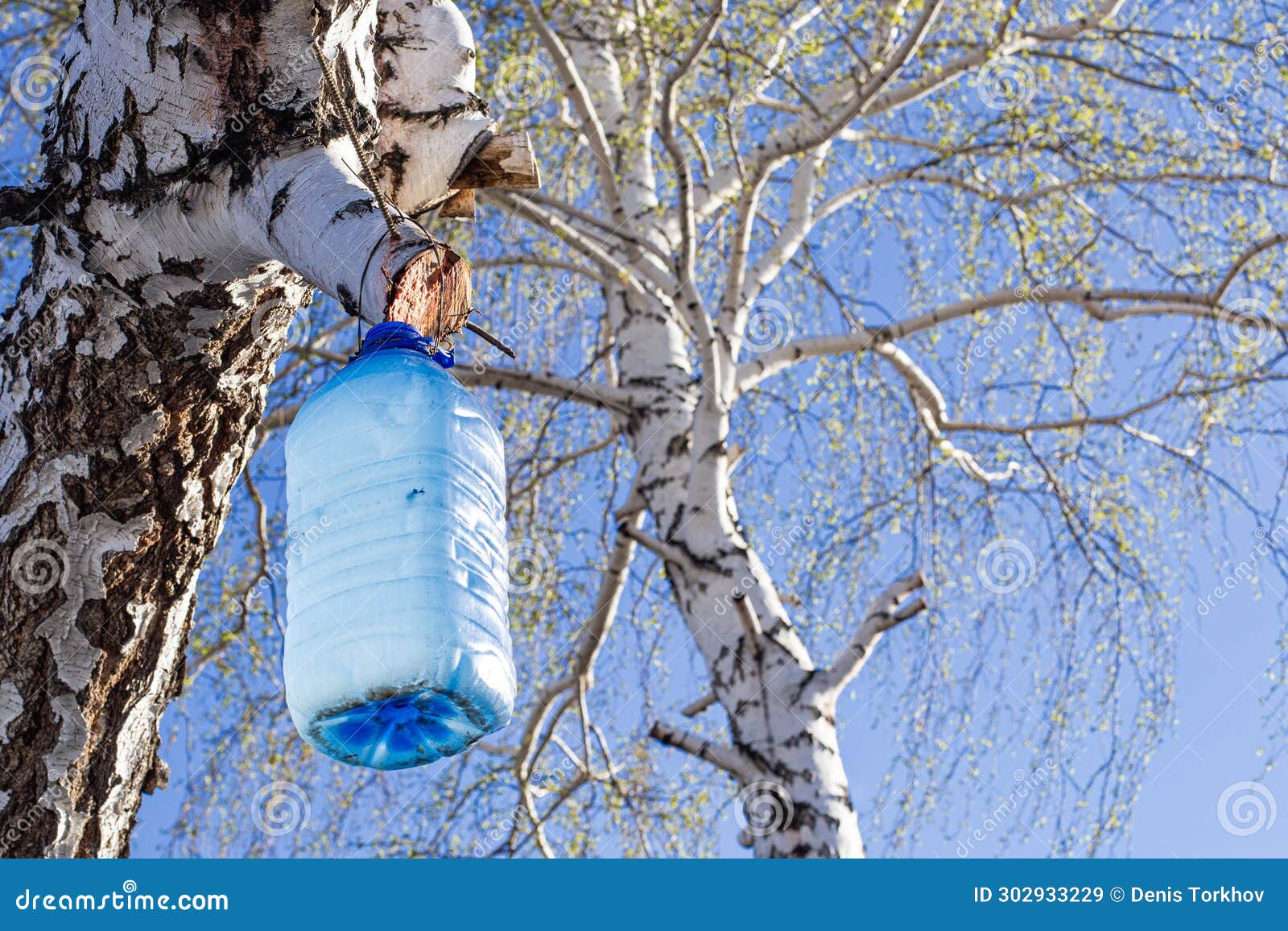 Collecting Birch Sap in a Large Container from a Large Cut of a Birch ...