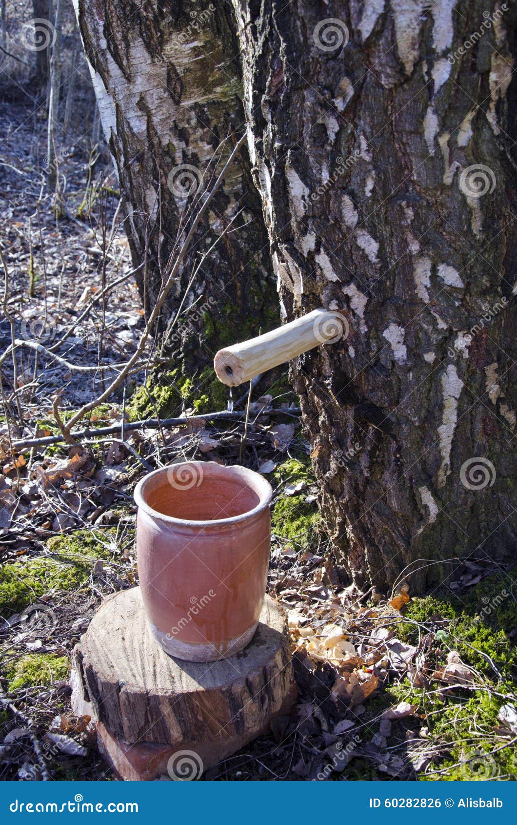 Collecting Birch Tree Sap in Springtime Stock Photo - Image of nature ...