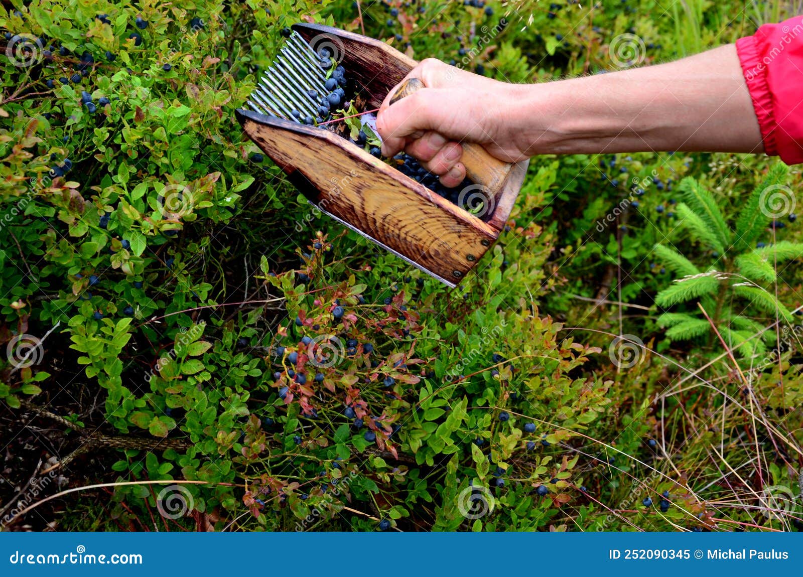 Collecting Blueberries in the Mountains with the Help of a Combing ...