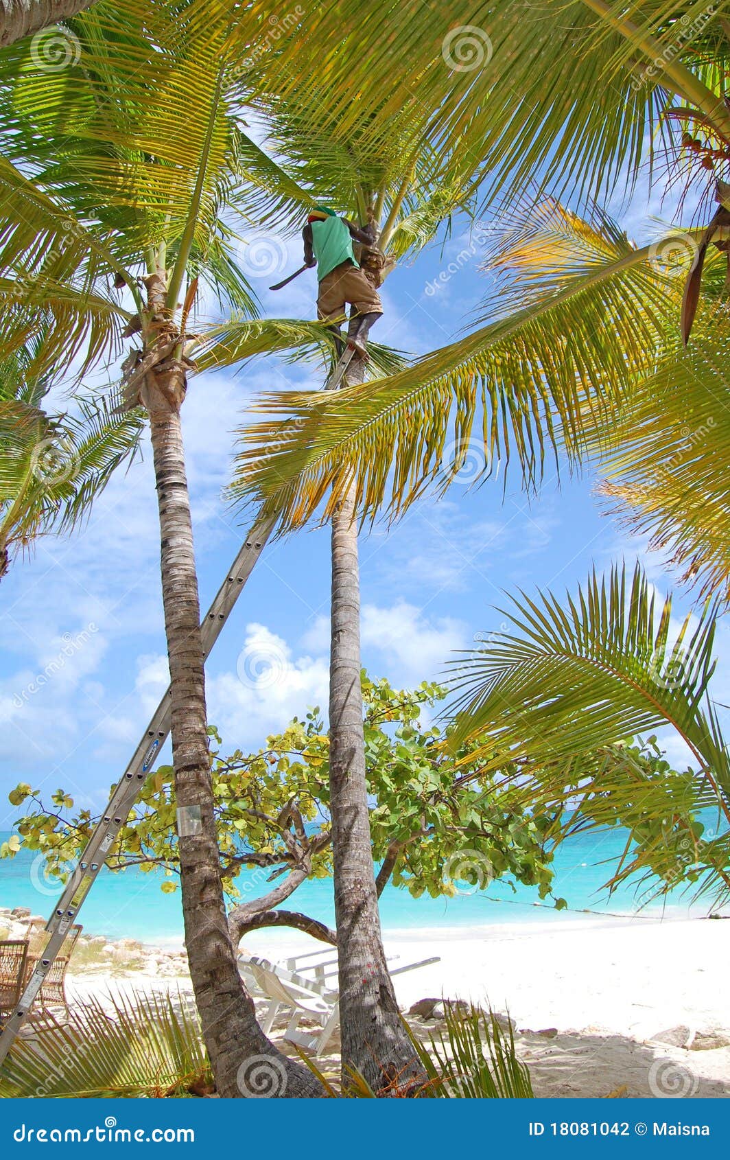 Collecting coconuts stock photo. Image of culture, coconut - 18081042