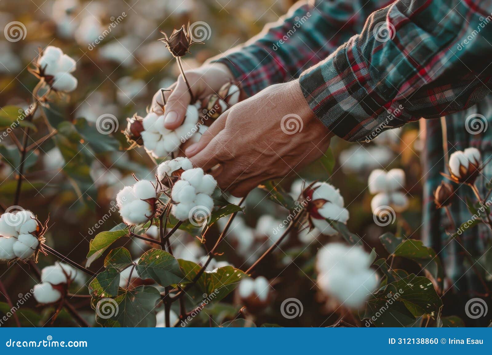 Collecting Cotton by Hand in Field Stock Photo - Image of rural ...