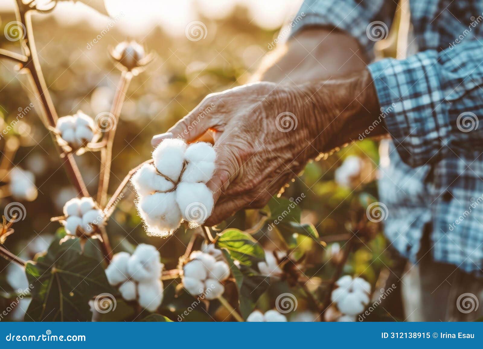 Collecting Cotton by Hand in Field Stock Image - Image of collecting ...