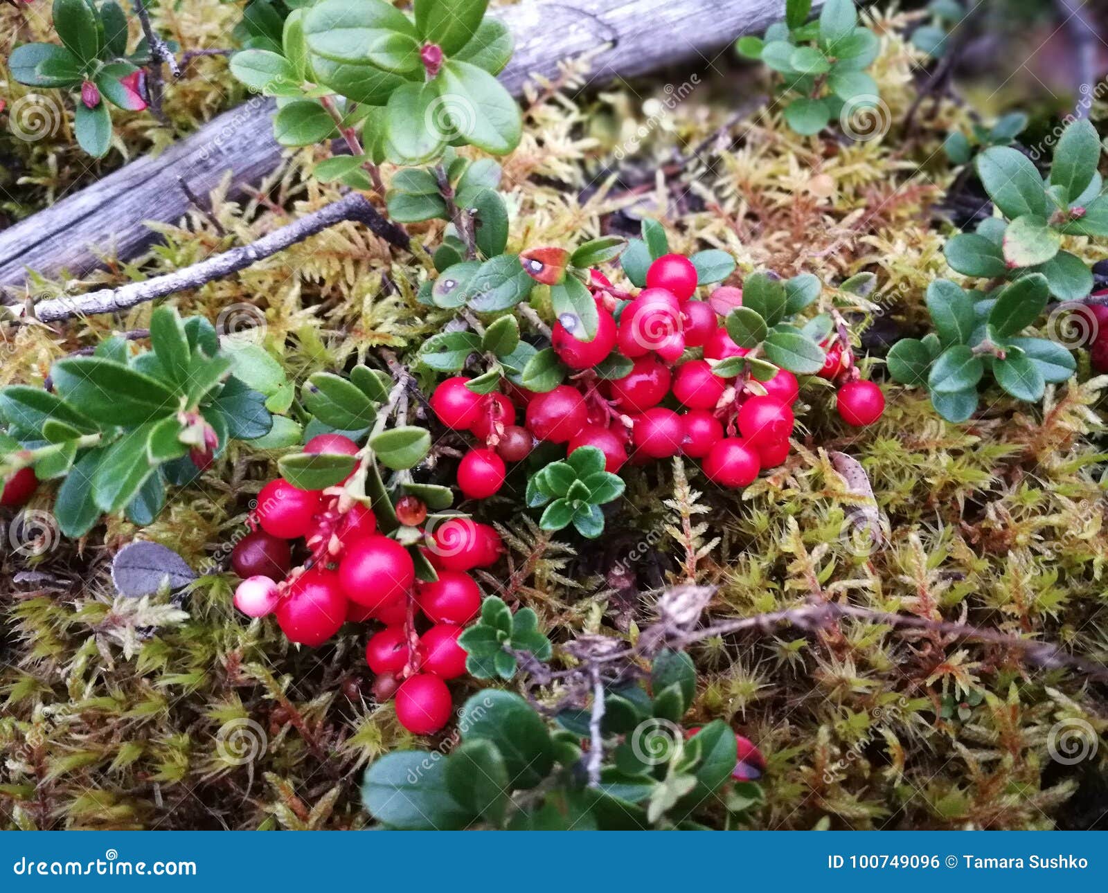 Cowberry stock photo. Image of cranberry, plant, shrub - 100749096