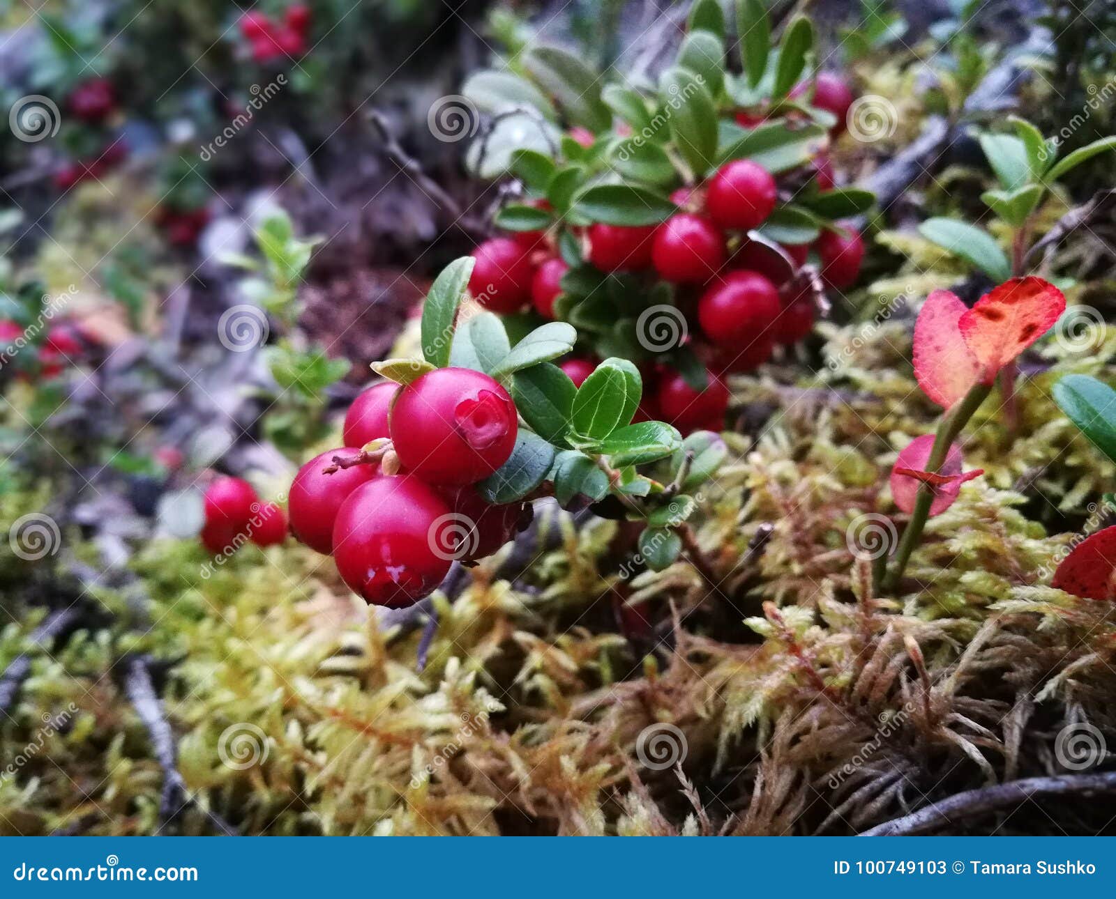 Cowberry stock image. Image of cowberry, berry, collect - 100749103