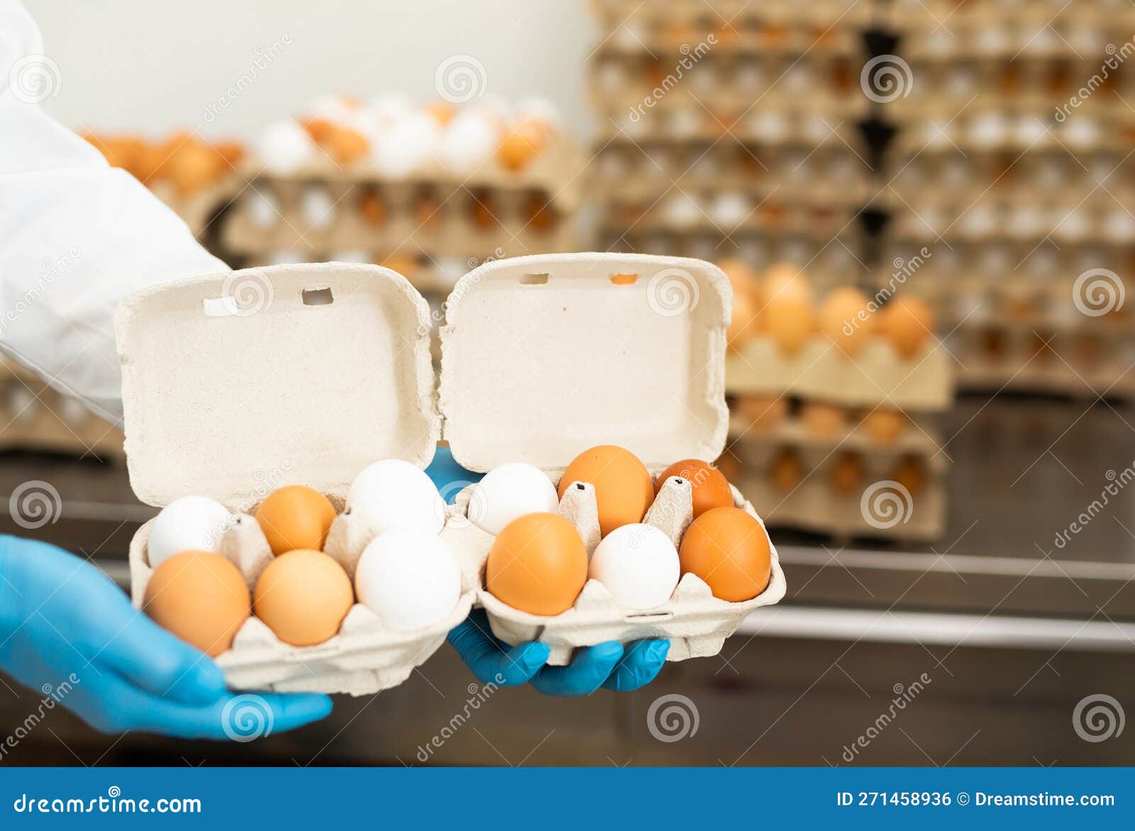 Poultry Egg Collection System in Chicken Farm Stock Photo - Image of ...