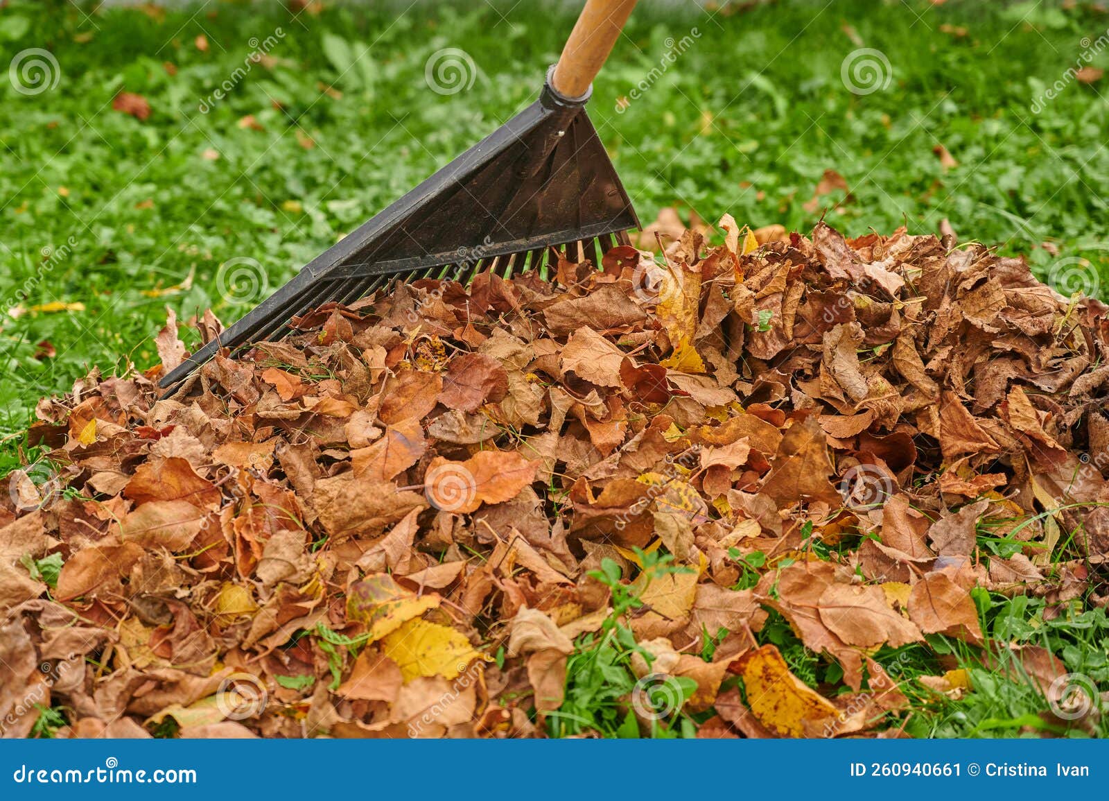 Collecting Fallen Leaves in the Yard with a Rake. Stock Image - Image ...