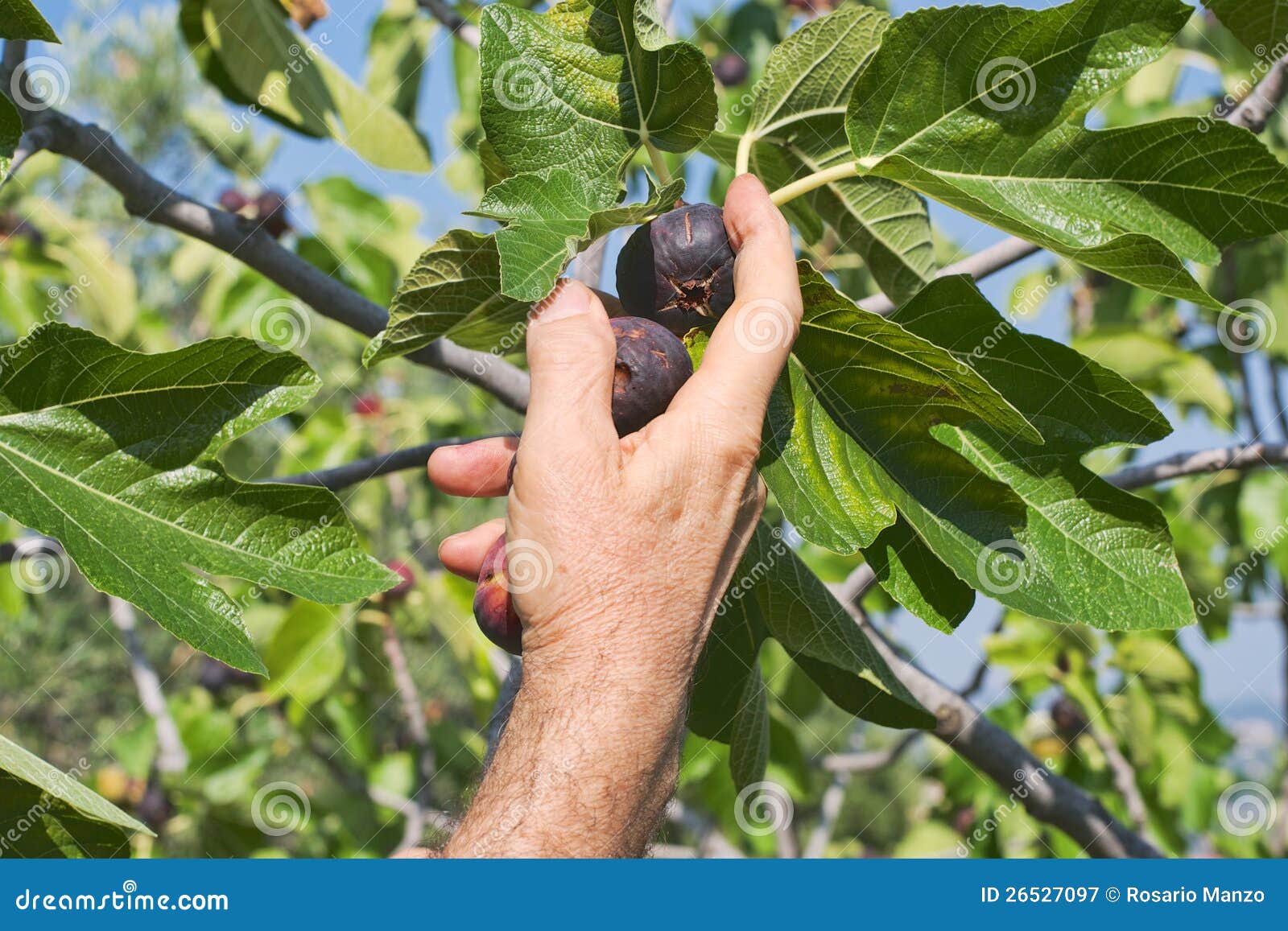 Hand collecting figs stock image. Image of cilento, summer - 26527097