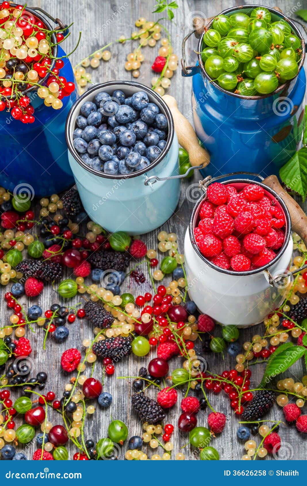 Collecting Fresh Wild Berries Stock Photo - Image of blackberry ...