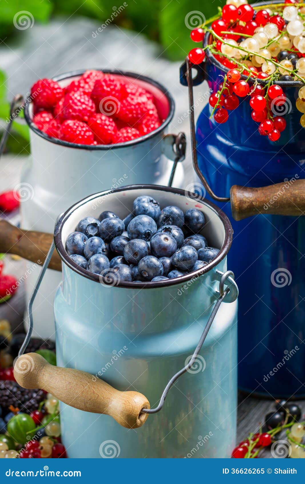 Collecting Fresh Wild Berries Stock Image - Image of berry, nature ...