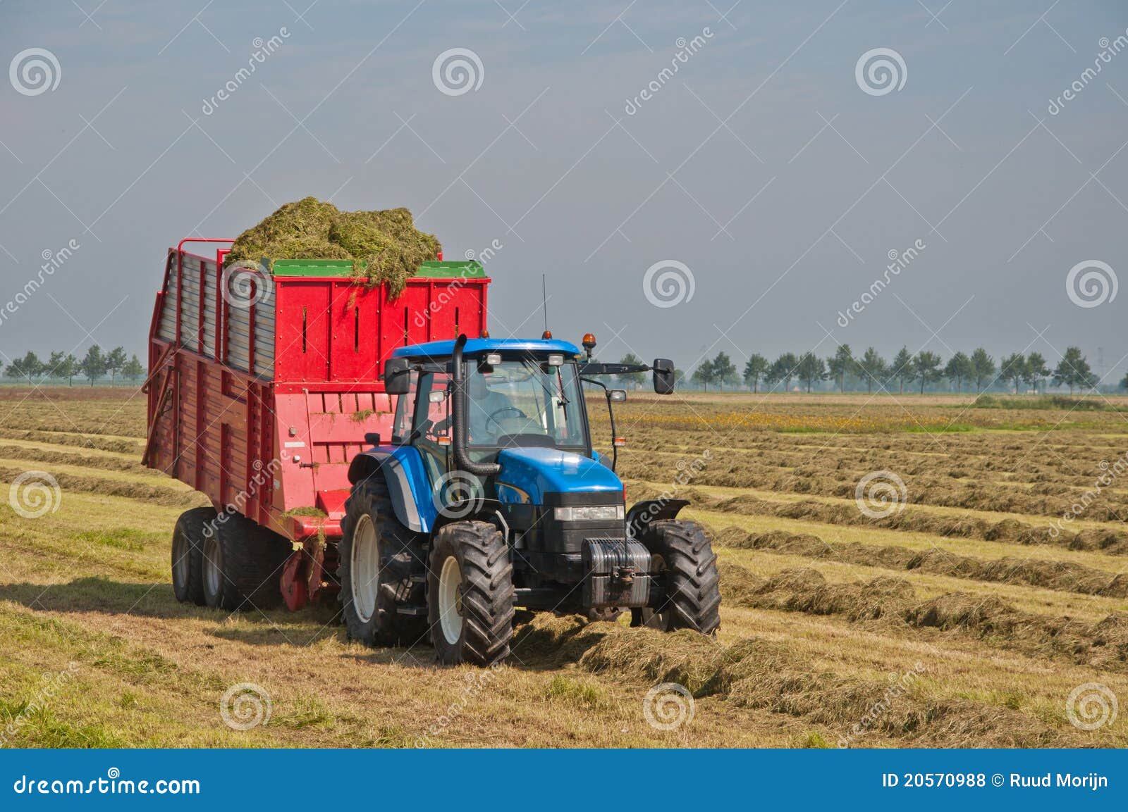 Collecting Grass with Tractor and Silage Wagon Stock Photo - Image of ...