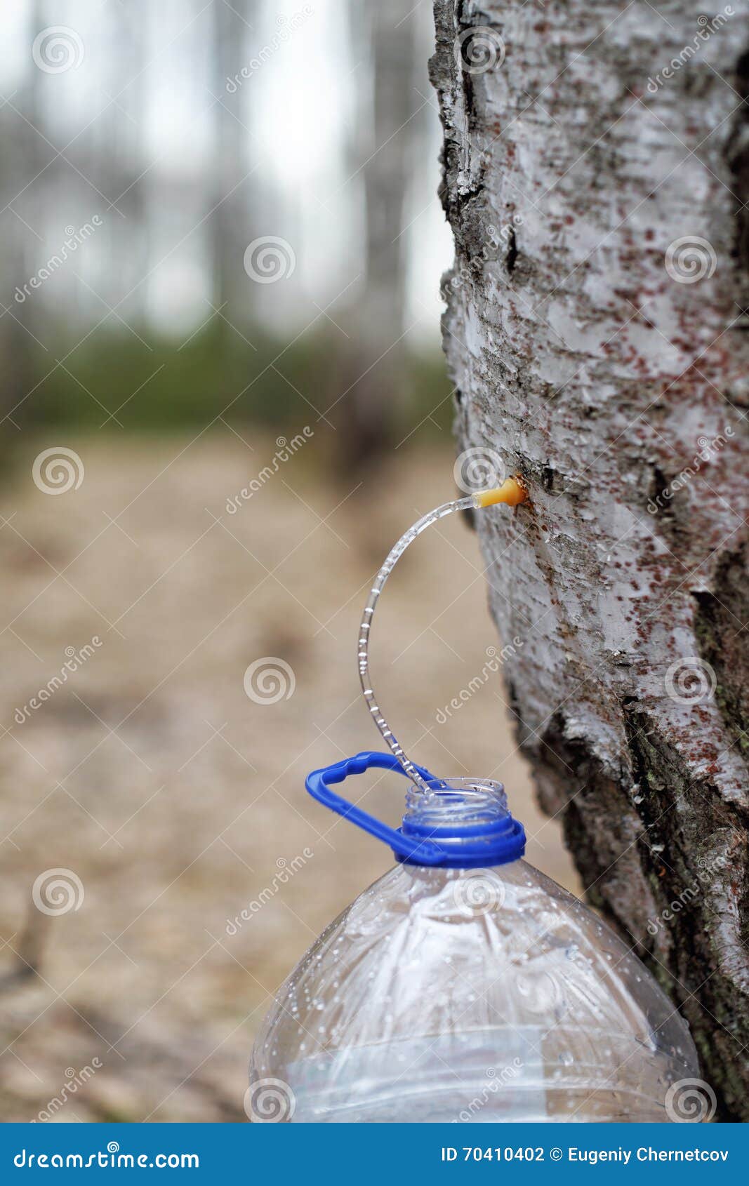 Collecting Juice from Birch Tree Stock Photo - Image of drop, medicine ...