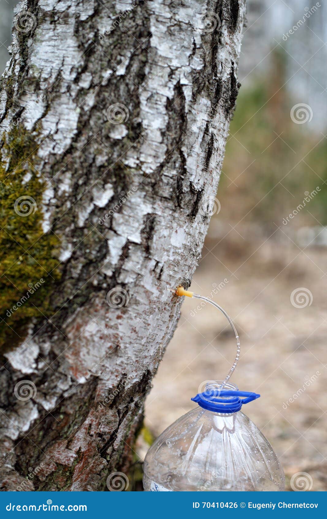 Collecting Juice from Birch Tree Stock Photo - Image of plant, close ...