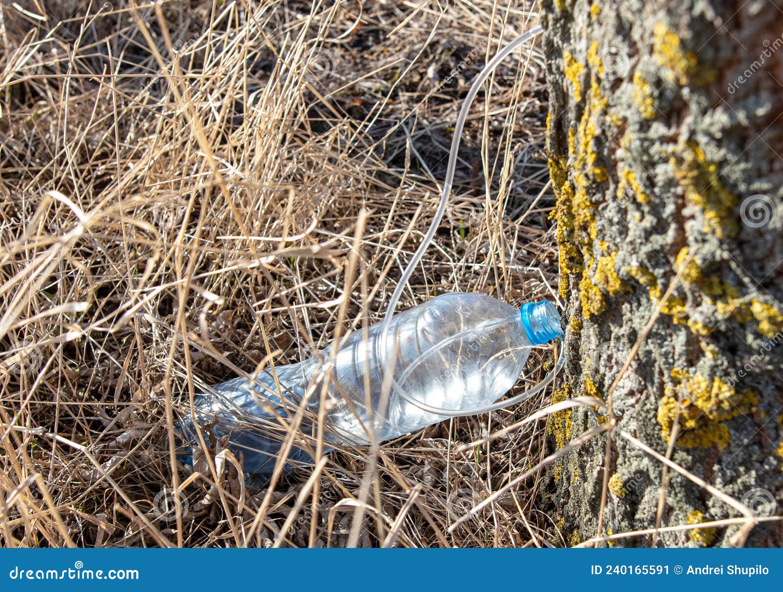 Collecting Maple Sap in a Bottle Stock Image - Image of european ...