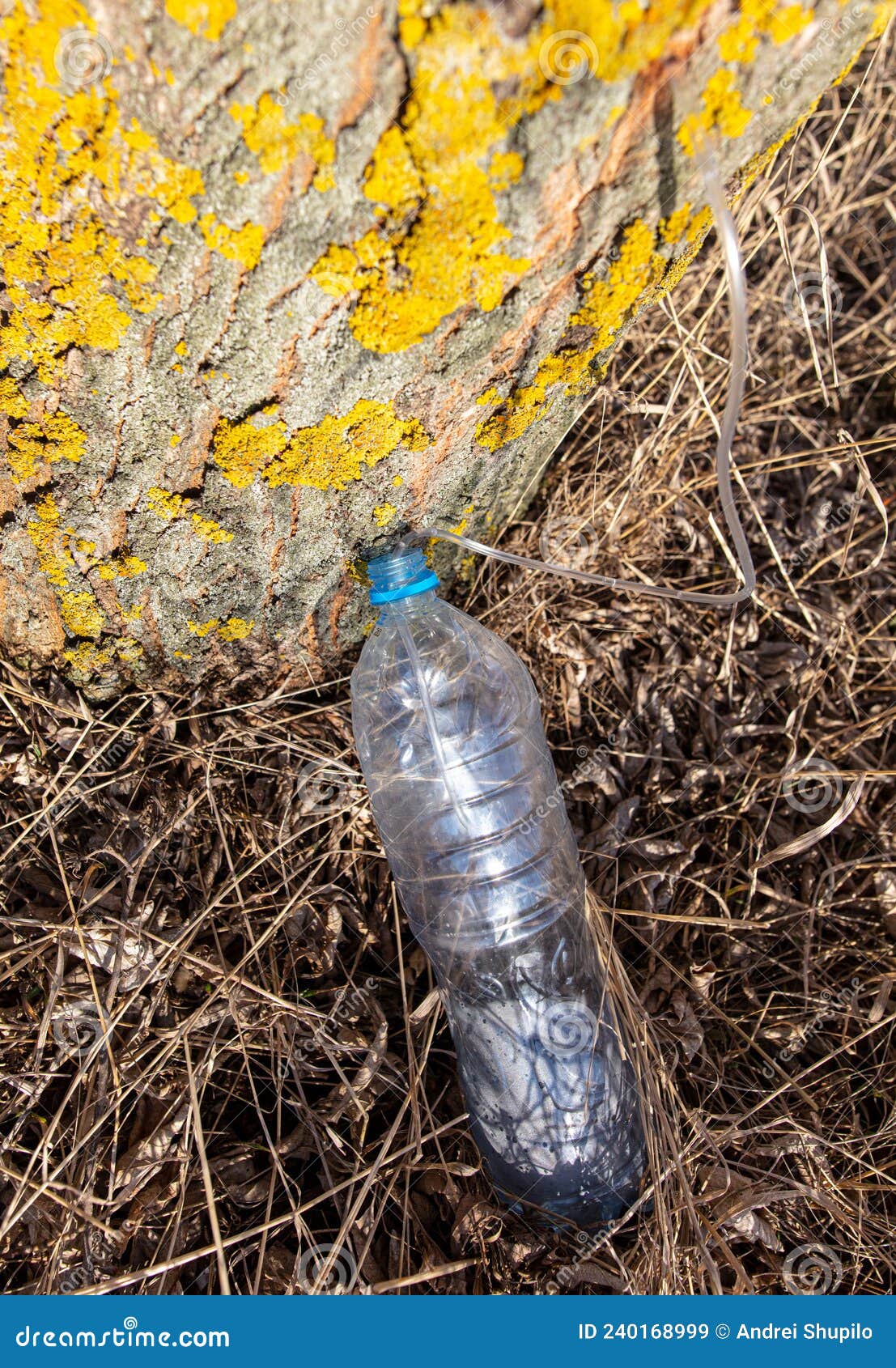 Collecting Maple Sap in a Bottle Stock Image - Image of european ...