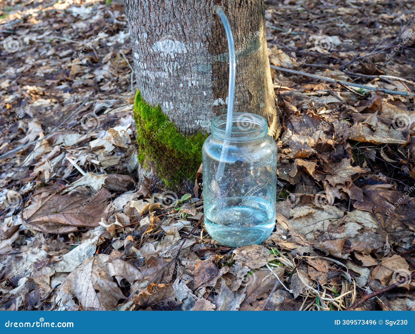 Collecting maple sap stock photo. Image of closeup, hole - 309573496
