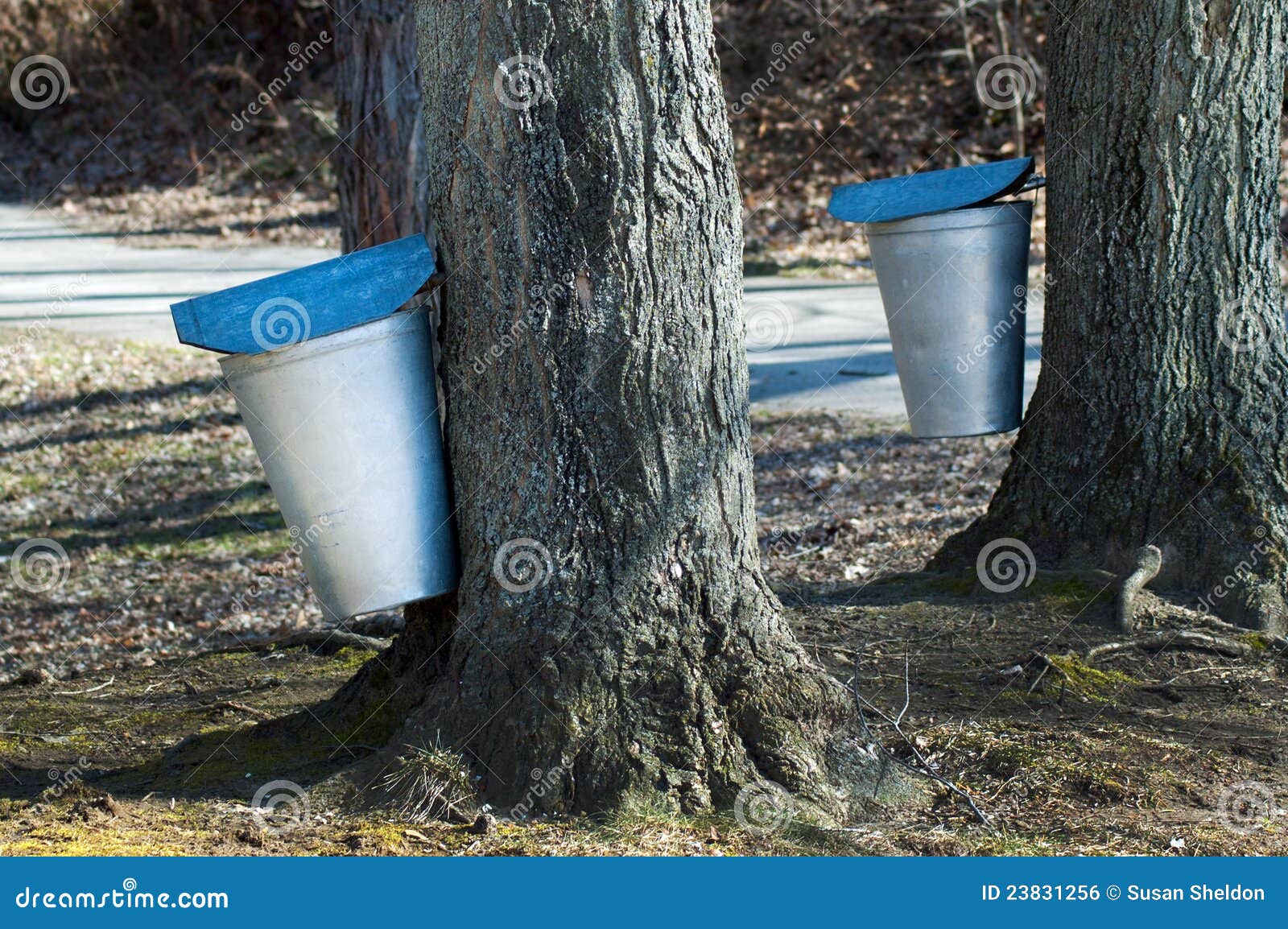 Collecting maple syrup stock photo. Image of farming - 23831256