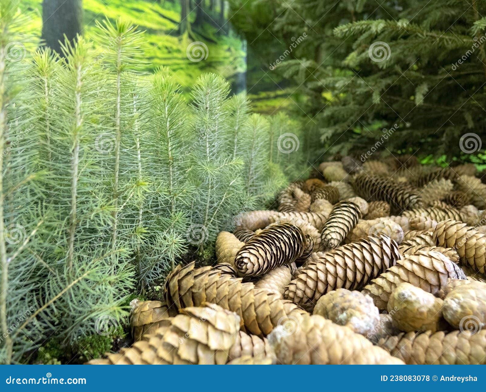 Collecting Pine Pollen from Cones of Coniferous Trees in Spring. Stock ...