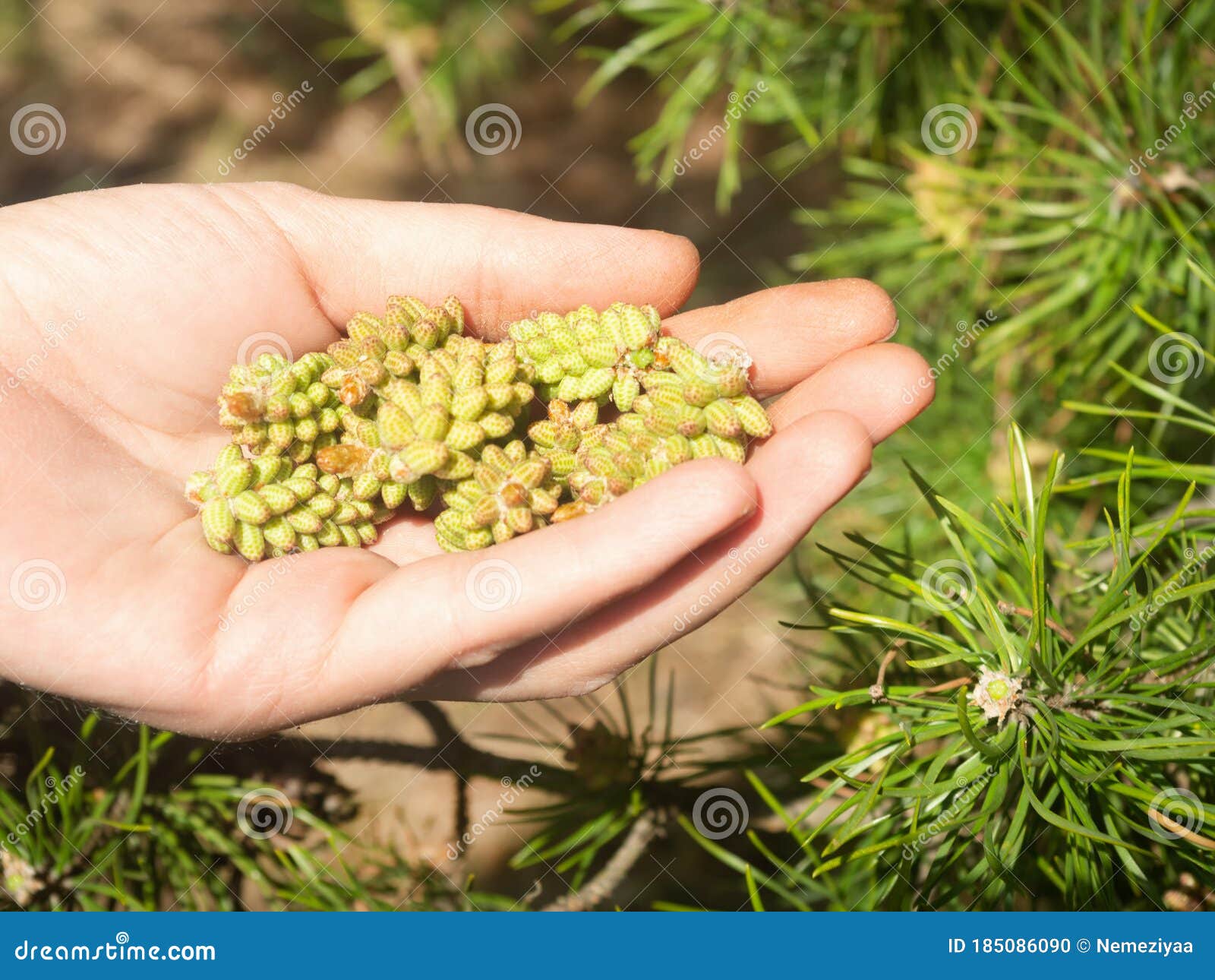 Pine Pollen From A Conifers Tree, Whole Mount, 80X Light Micrograph ...