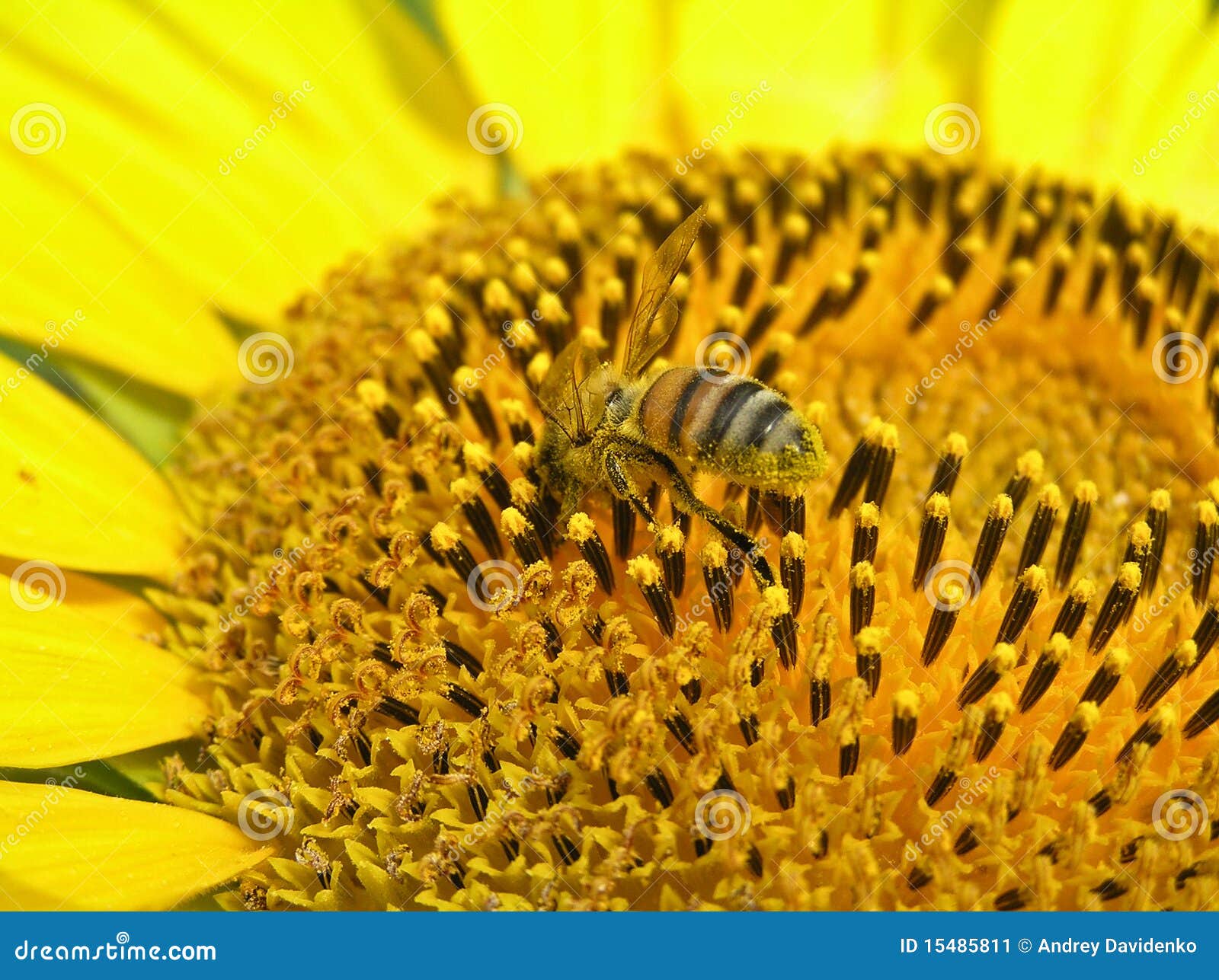 Collecting pollen stock image. Image of black, potency - 15485811