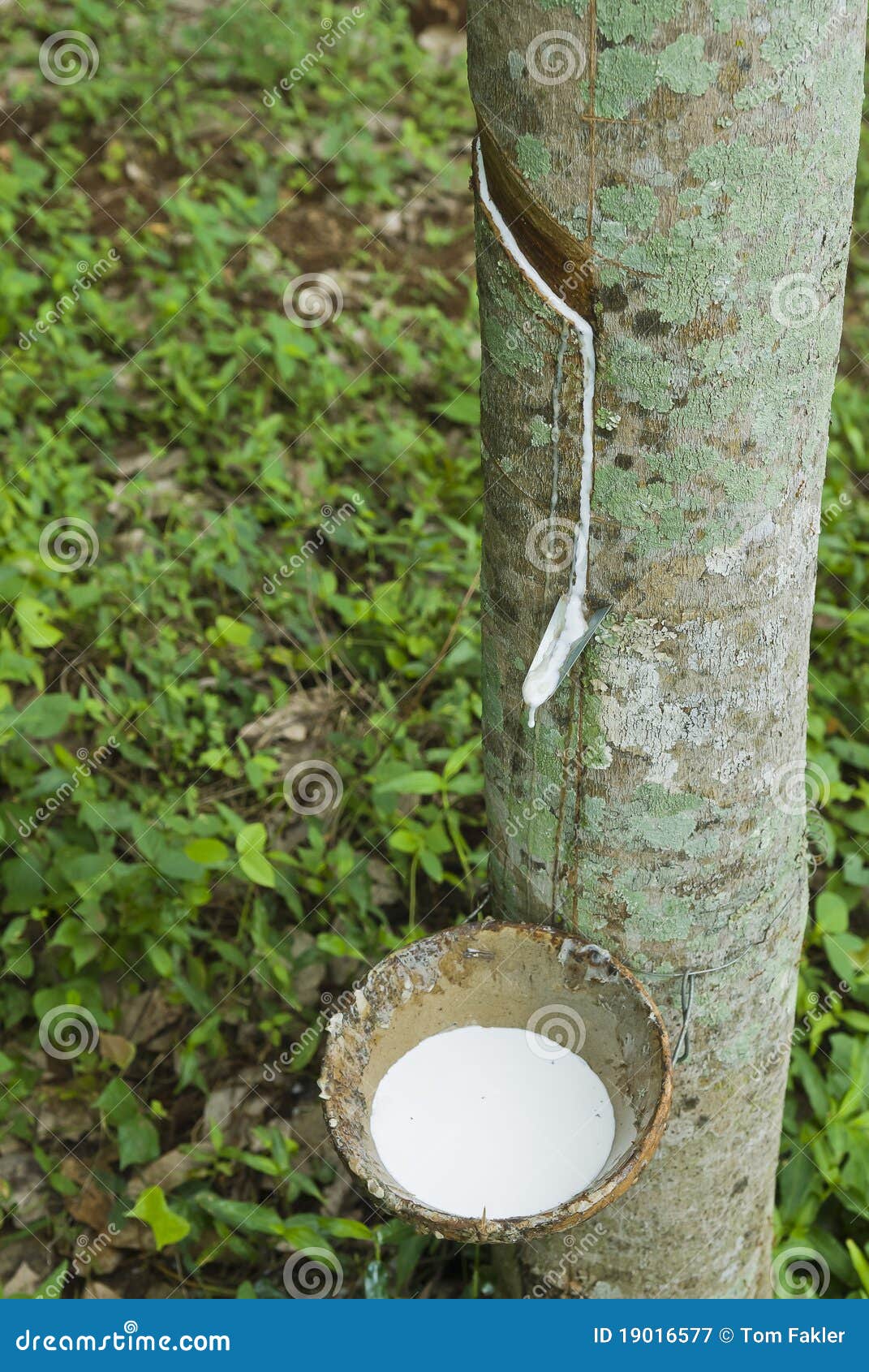 Collecting raw rubber stock image. Image of bowl, latex - 19016577