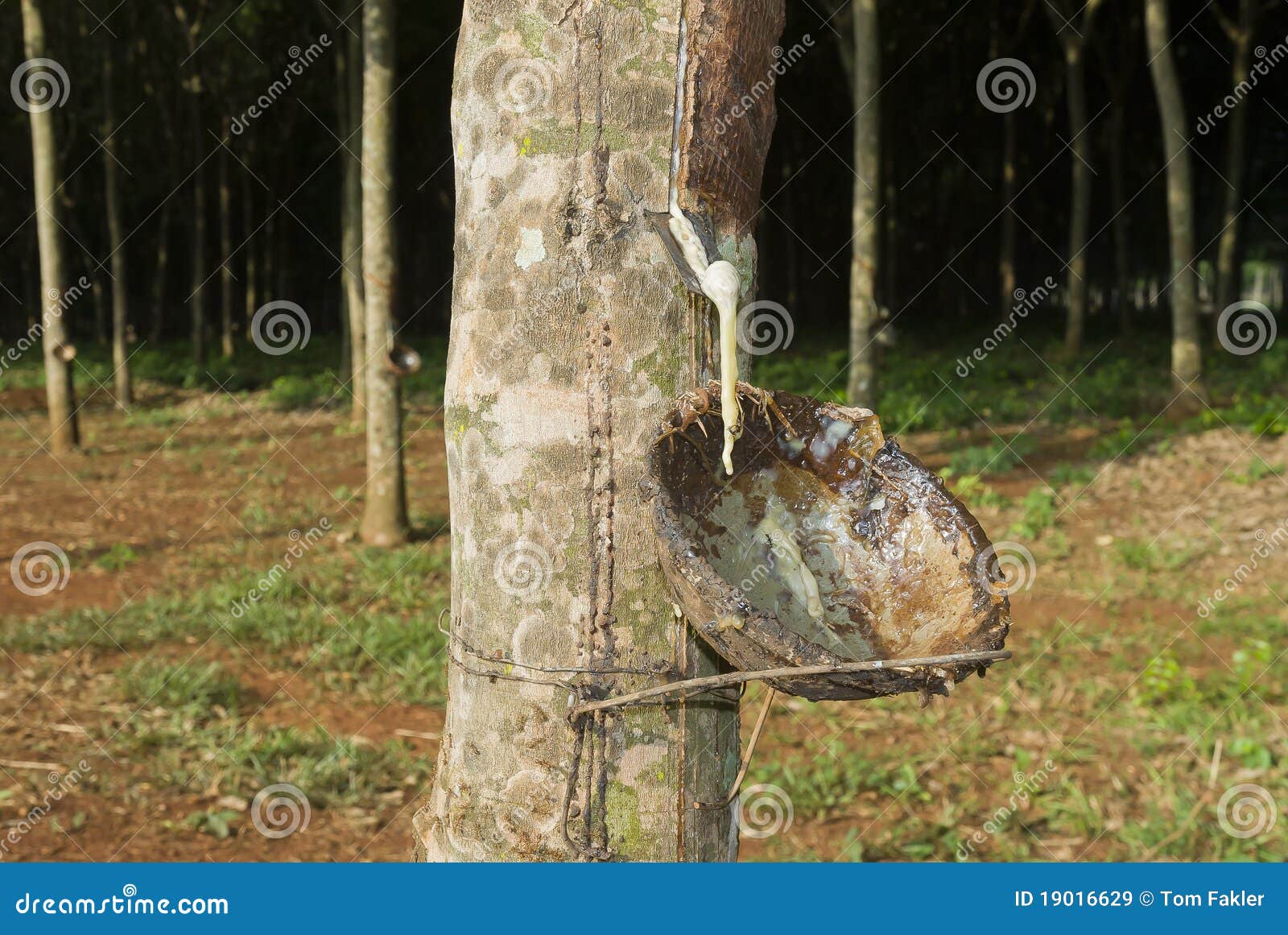 Collecting raw rubber stock image. Image of harvesting - 19016629