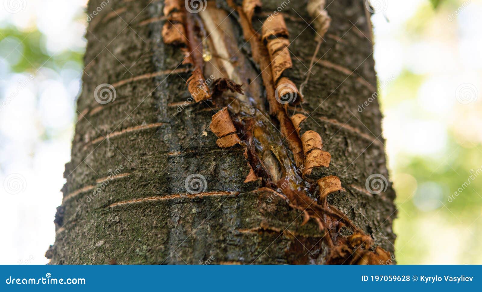 Collecting Resin from Fruit Trees Close-up Stock Photo - Image of plant ...