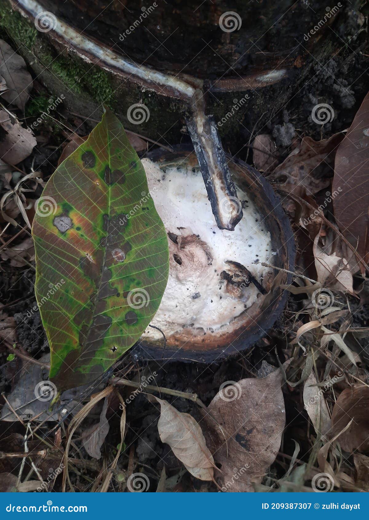 Collecting Rubber Drop by Drop Stock Image - Image of asia, trunk ...