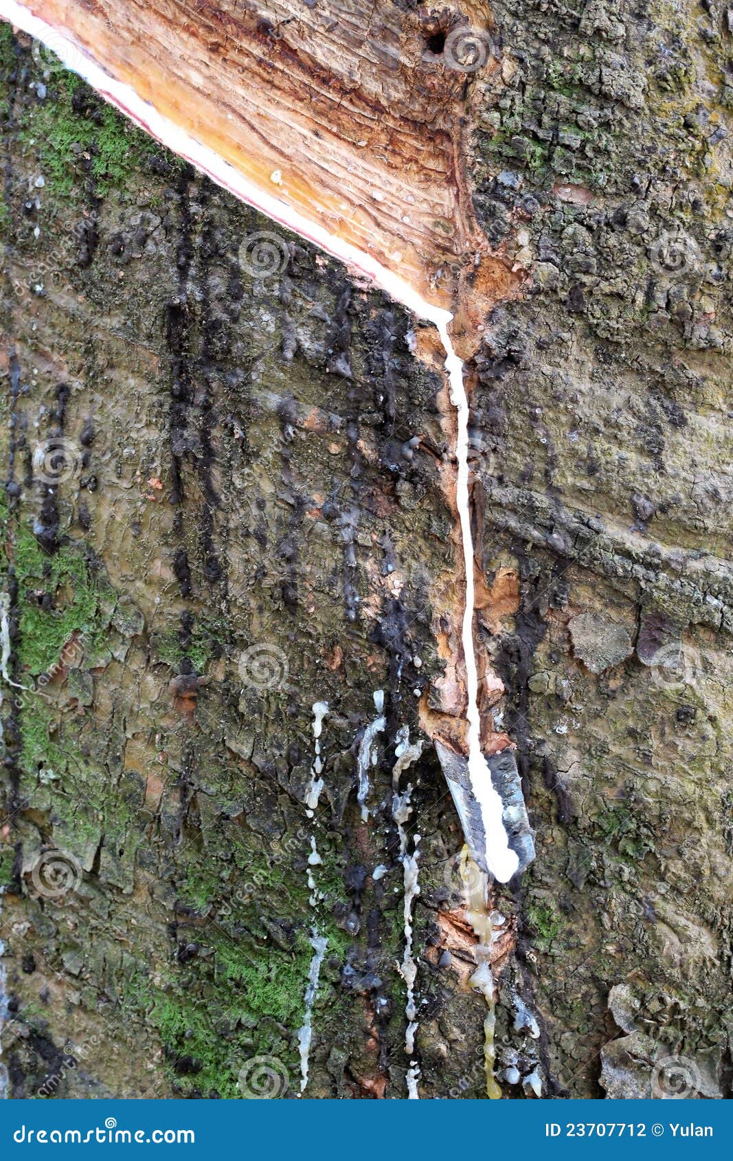 Collecting rubber sap stock photo. Image of plant, crop - 23707712