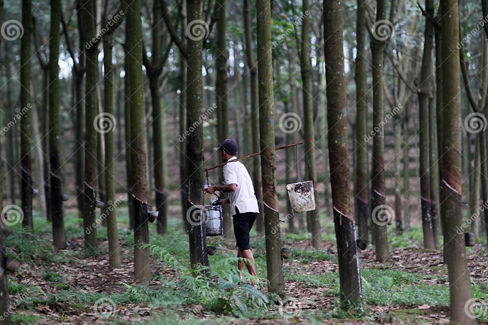 Collecting rubber tapping editorial photography. Image of java - 71761422