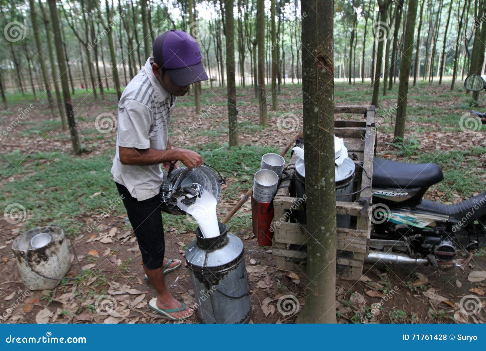 Collecting rubber tapping editorial stock photo. Image of collecting ...