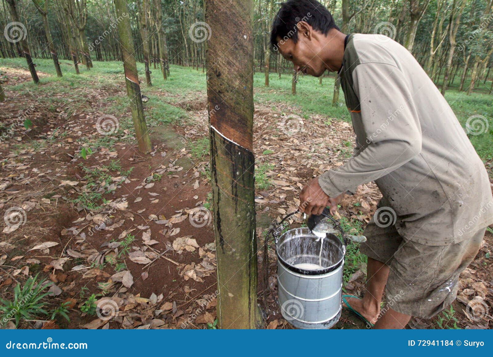 Collecting rubber tapping editorial stock image. Image of collecting ...