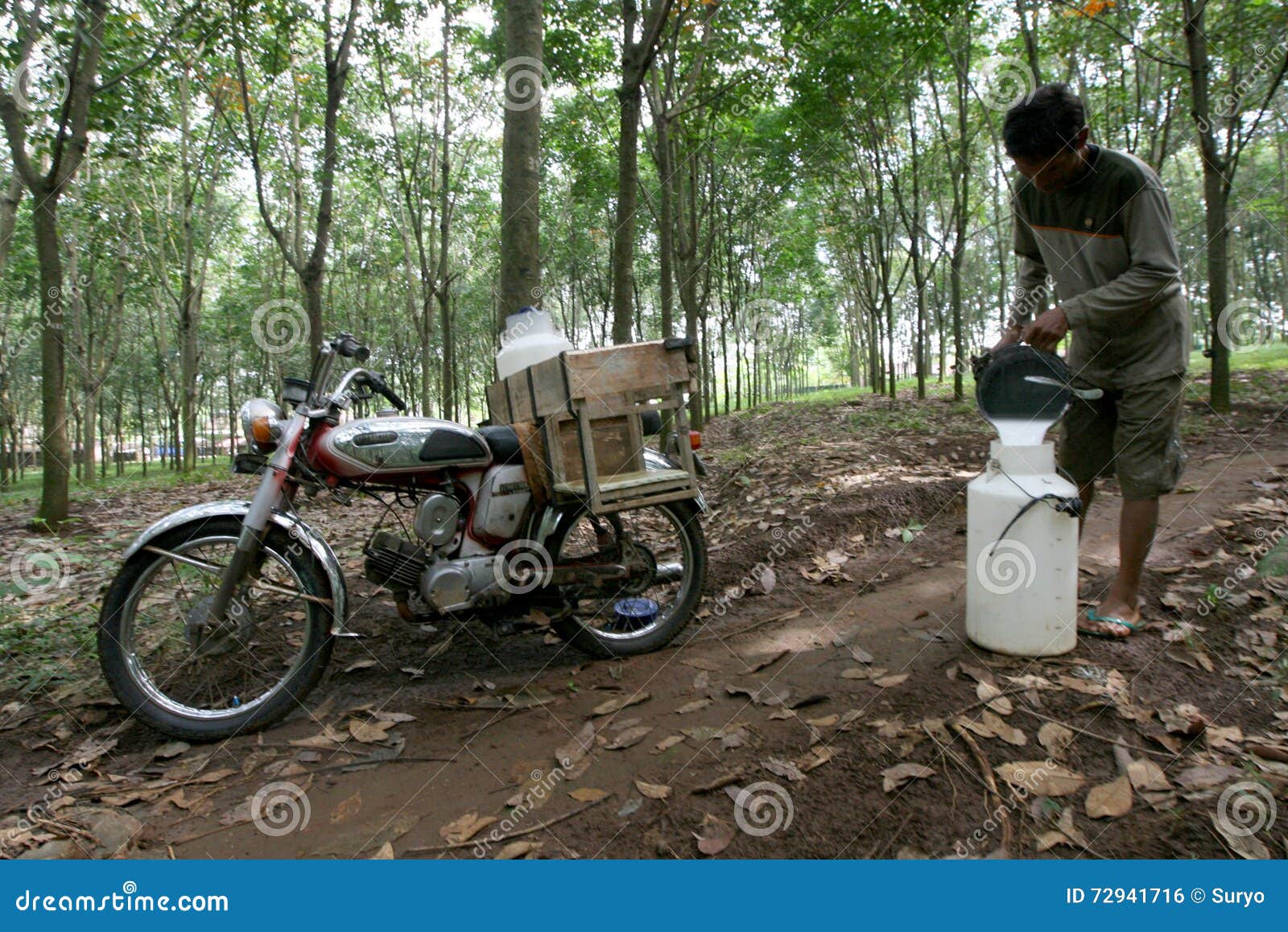 Collecting rubber tapping editorial photo. Image of plant - 72941716