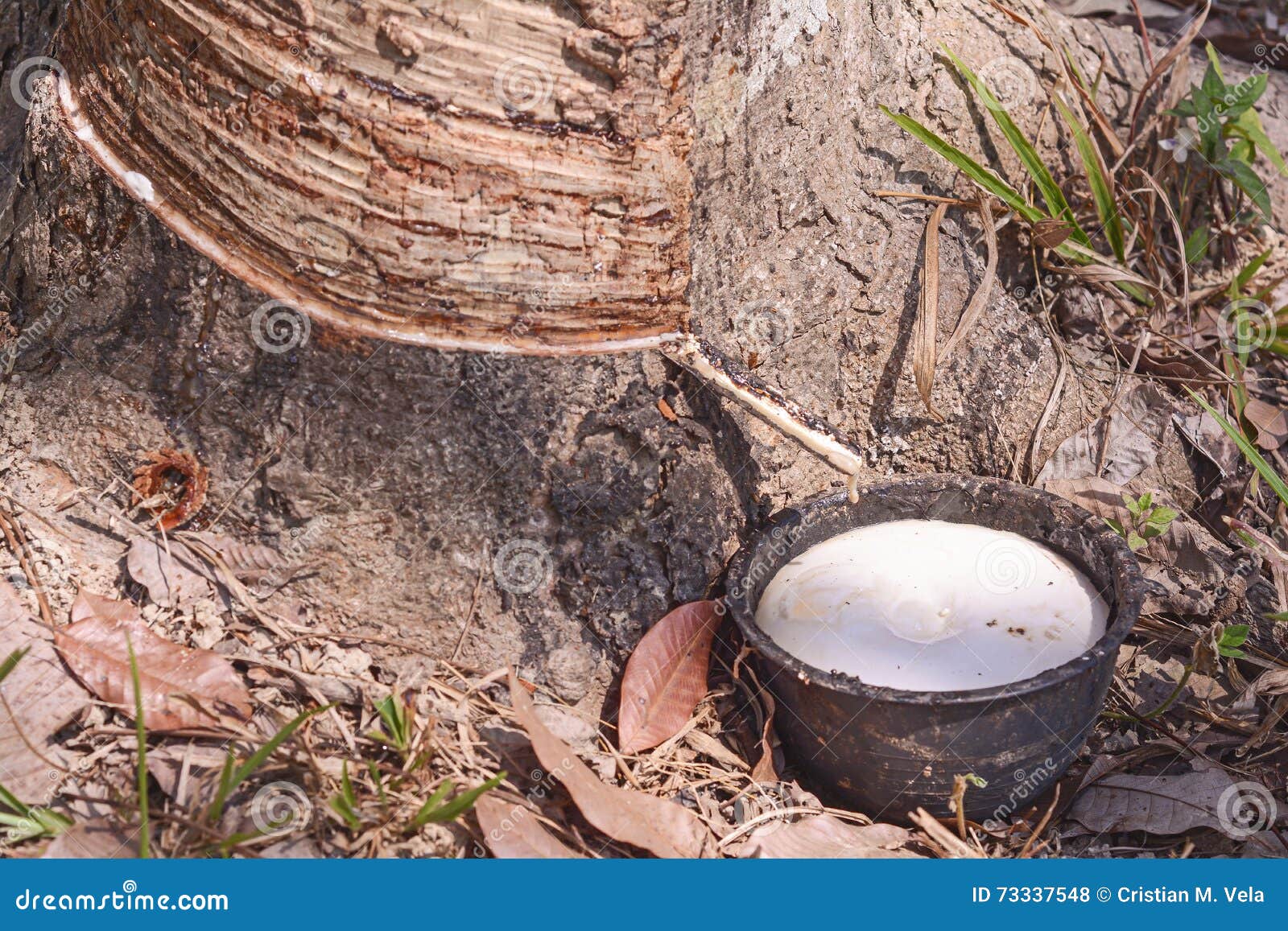 Collecting rubber tree sap stock photo. Image of collect - 73337548