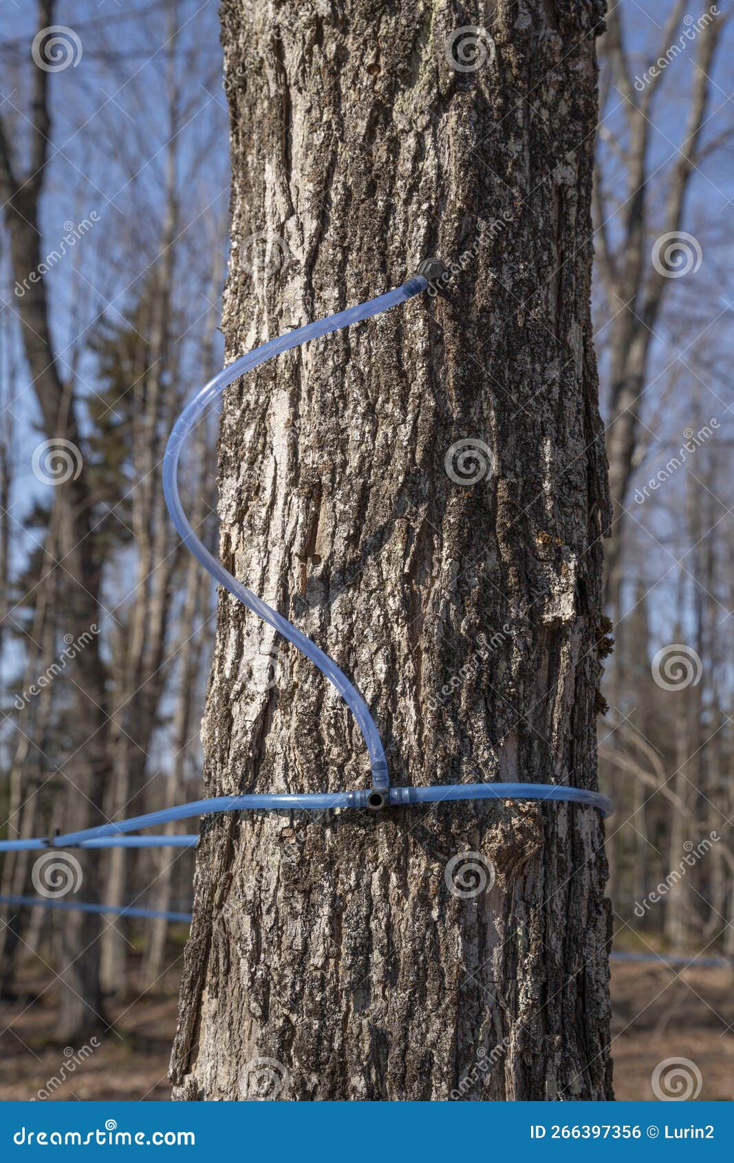 Collecting Sap with Modern Plastic Tubing. Stock Photo - Image of ...