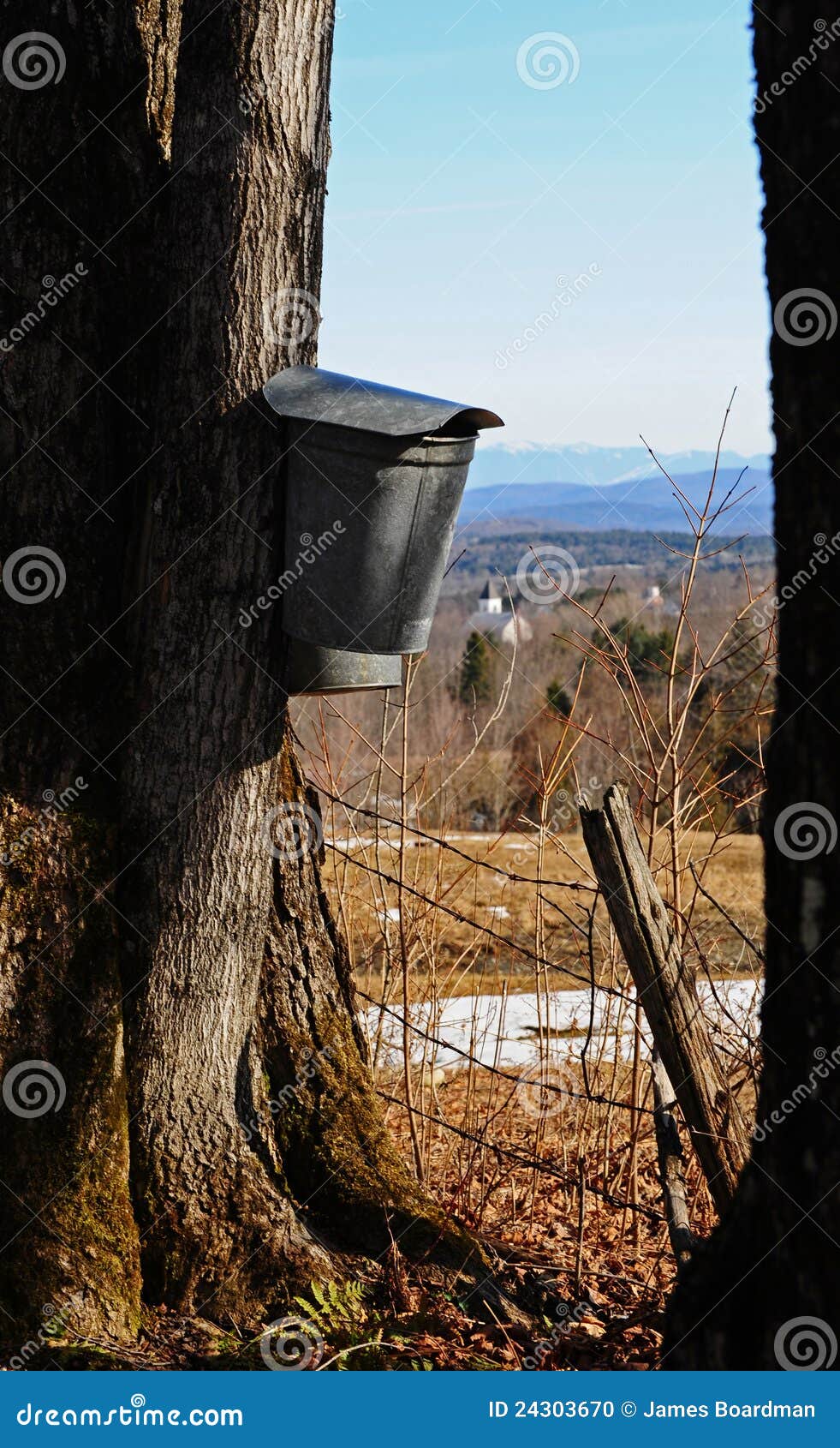 Collecting sap with a view stock photo. Image of sunny - 24303670