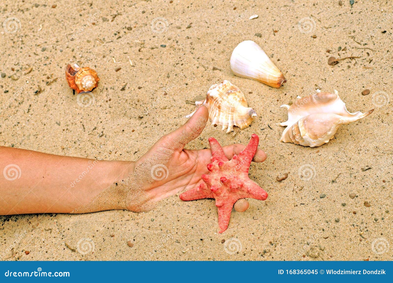 Collecting Shells on the Beach. a Starfish in a Woman`s Hand Stock ...