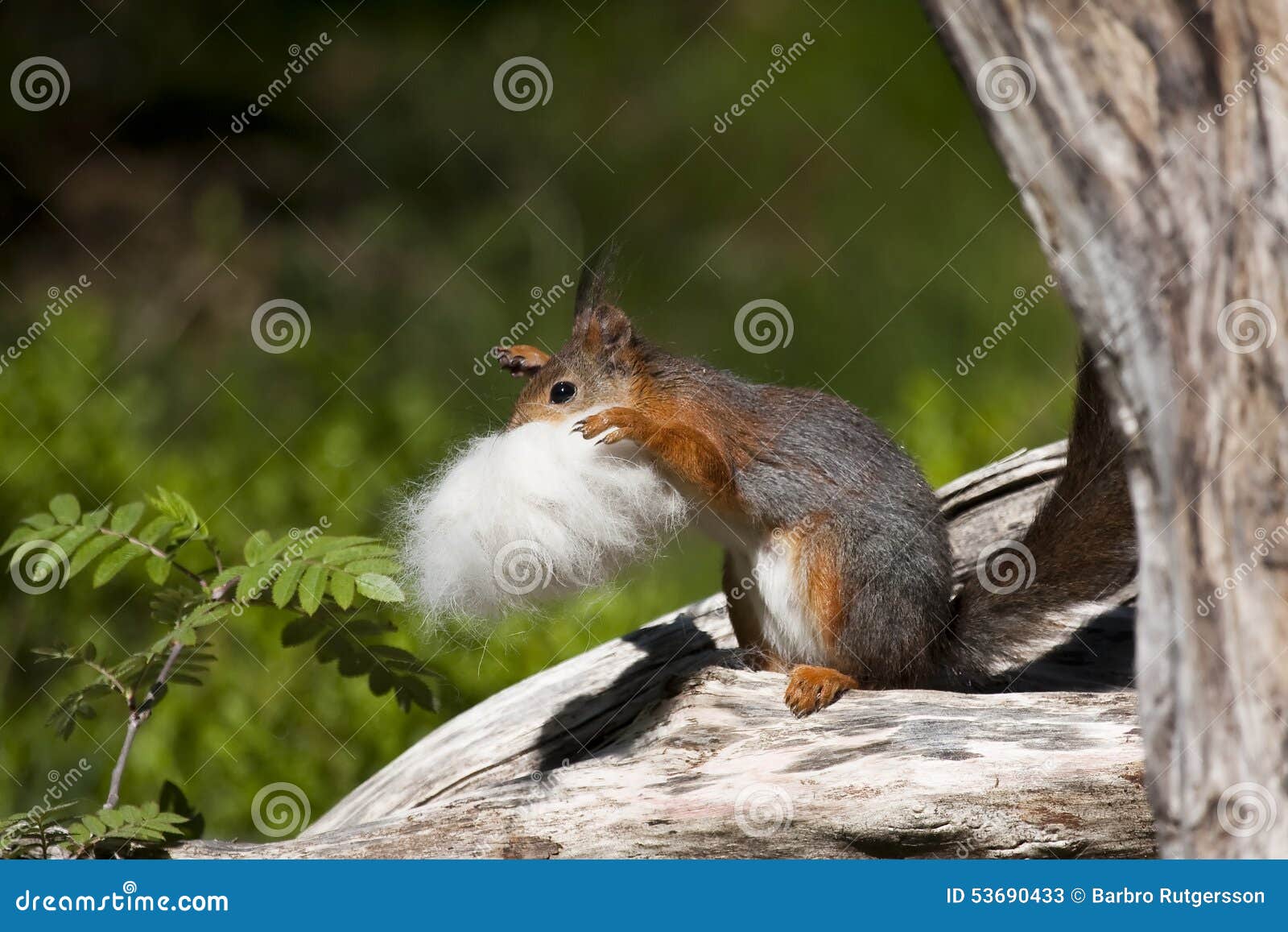 Collecting stock image. Image of gather, nature, collects - 53690433