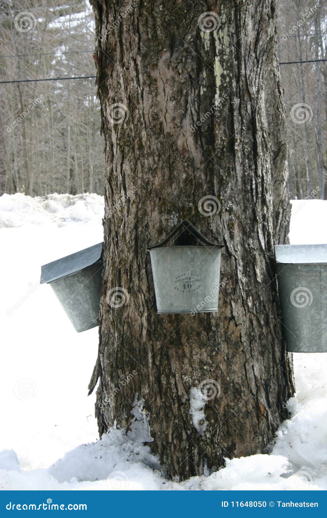Buckets Collecting Sap Hanging From Trunk Of Maple Tree Royalty-Free ...