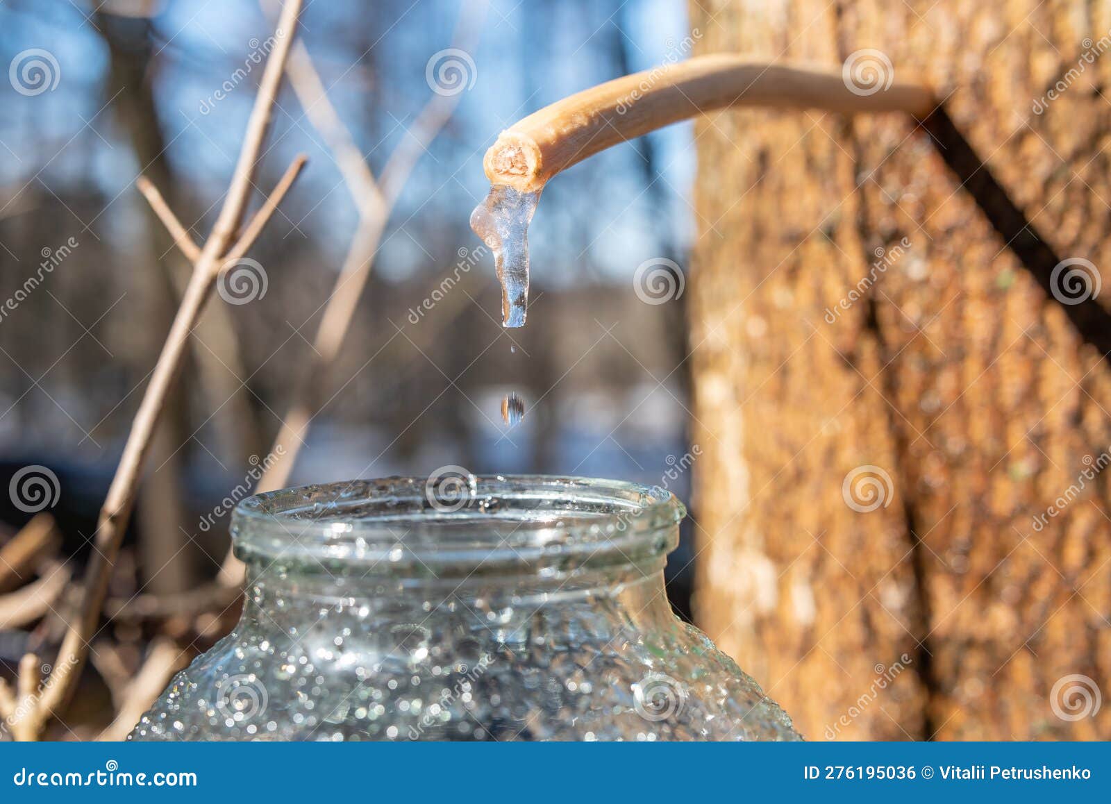 Close Up of Maple Juice Dropping To the Jar Stock Photo - Image of drop ...
