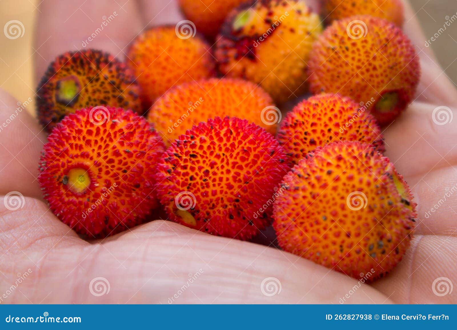 Collecting Wild Strawberry Trees from the Arbutus Unedo. Stock Photo ...