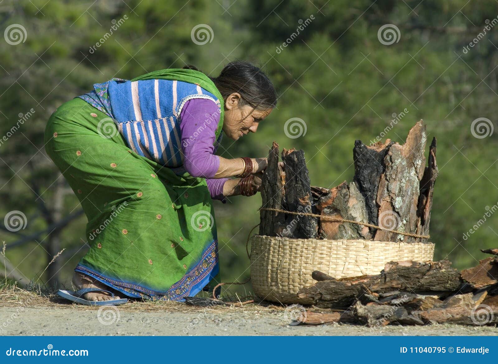 Collecting Wood editorial image. Image of cultural, farm - 11040795