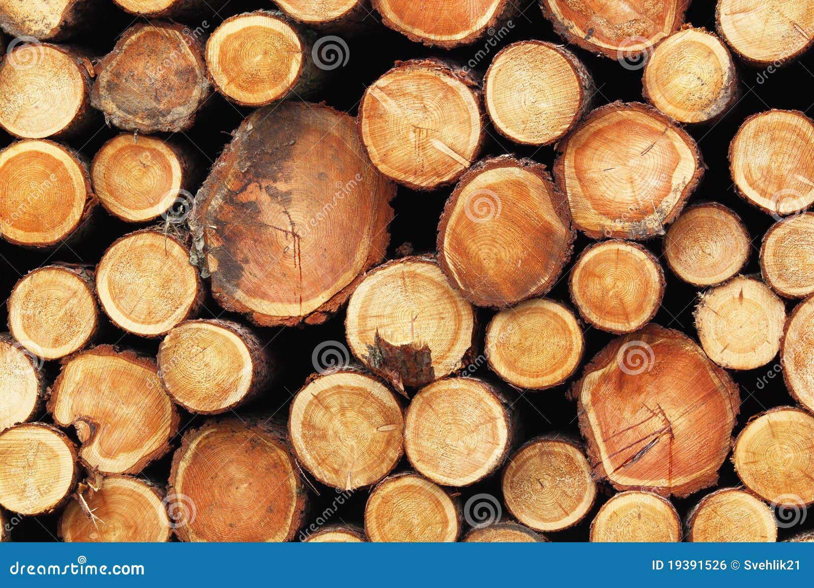 Collecting wood stock photo. Image of chop, wooden, timber - 19391526