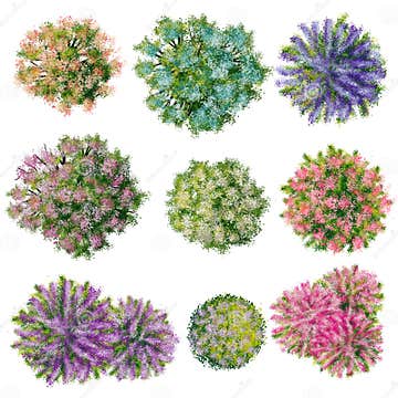 Abstract Green Tree Top View Stock Illustration - Illustration of ...