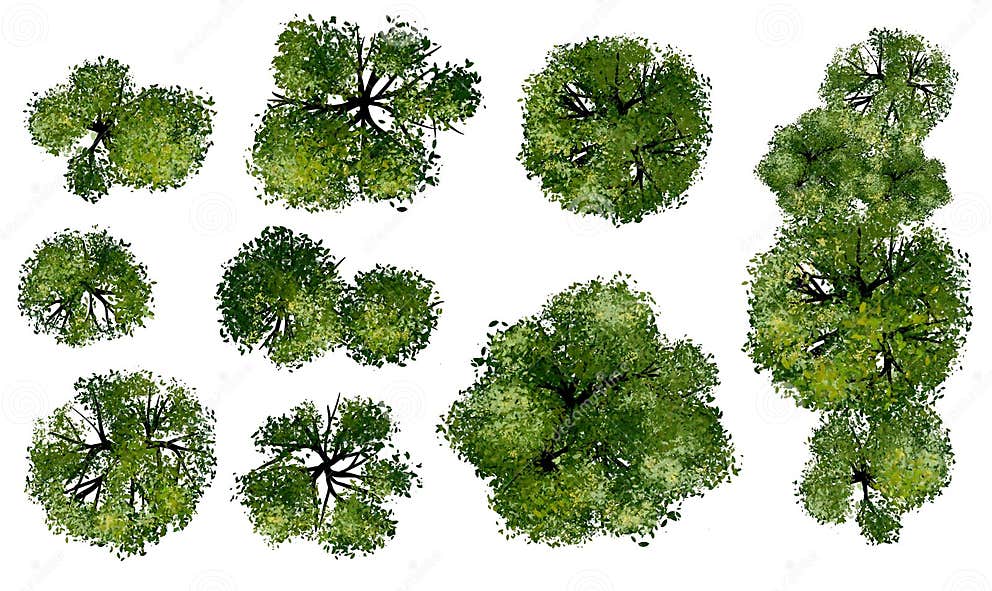 Abstract Green Tree Top View Stock Illustration - Illustration of ...