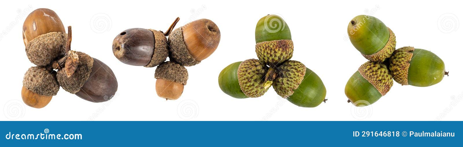 Collection of Acorns on Transparent Background. Stock Photo - Image of ...