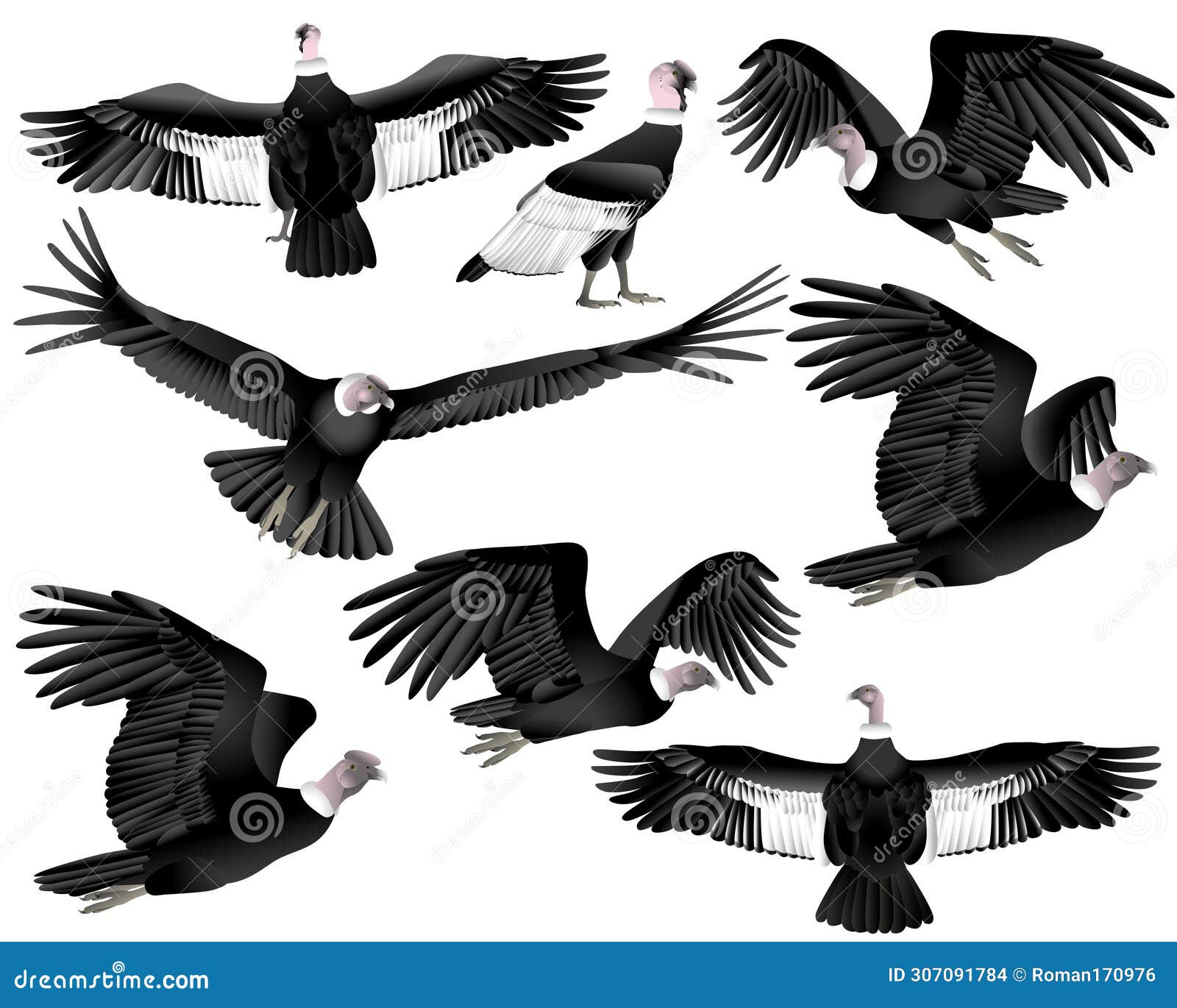 Andean Condor Bird Colored Cartoon Illustration | CartoonDealer.com ...