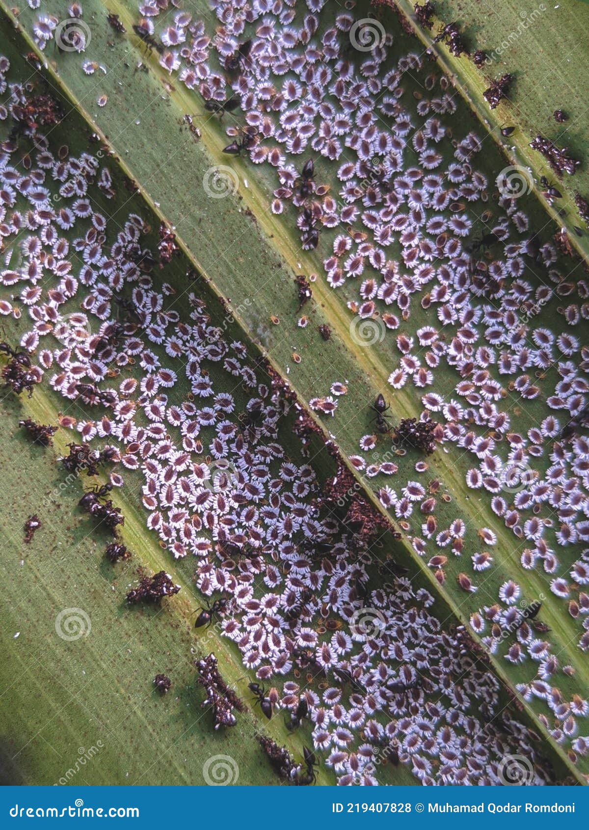 Ants and Cycad Aulacaspis Scale Stock Photo - Image of cycad, group ...