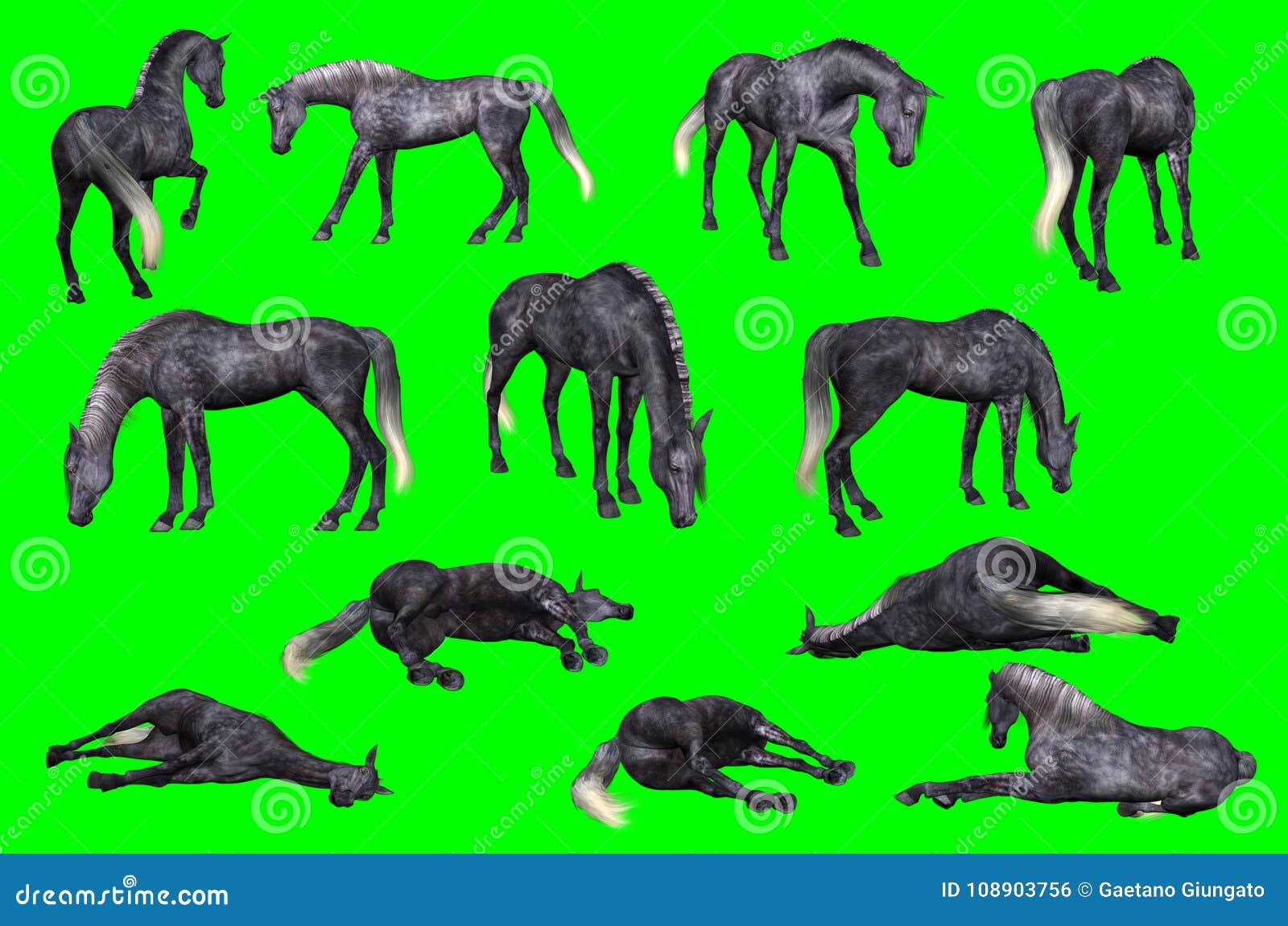 Horse Poses. Wild Horses Walking Or Gallop Running Pose, Arabian Mare ...